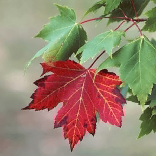 Canadas National Tree