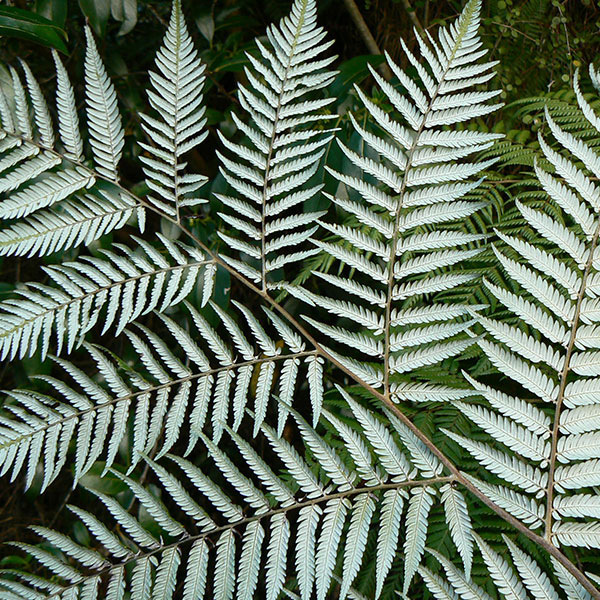 EC-OECD STIP Compass